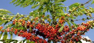 Café Conilon: Tudo o que Você Precisa Saber